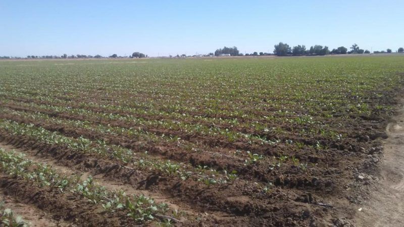 On The Farm - Bloom Fresh Produce