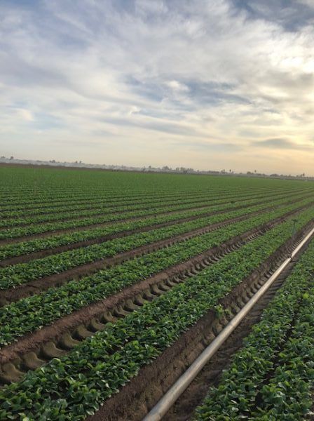 On The Farm - Bloom Fresh Produce